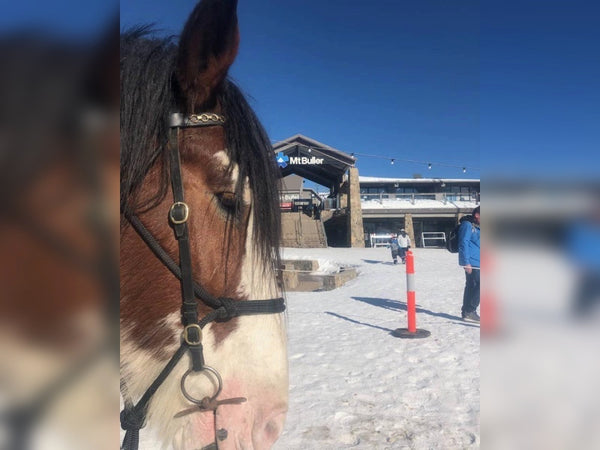 Harry on Mt Buller - Gone RIDING